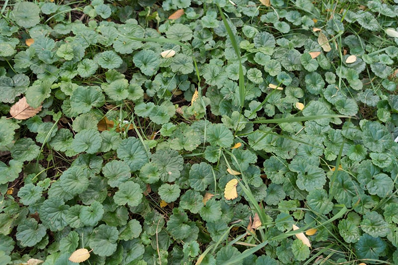 Get Rid of Creeping Charlie in Your Lawn Lawn Care Weed Control